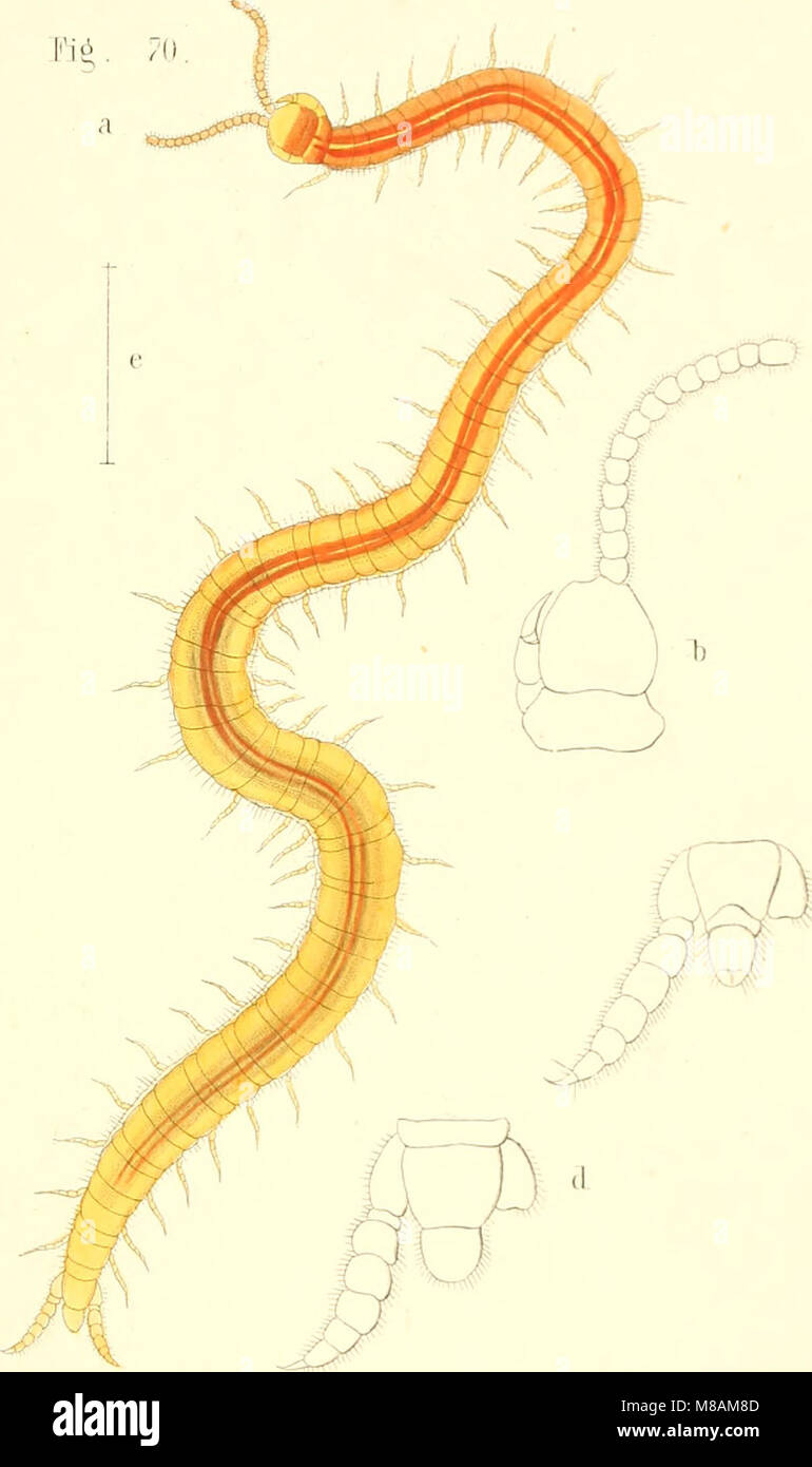 *Die Myriapoden* (1863) is a work detailing millipedes and centipedes ...