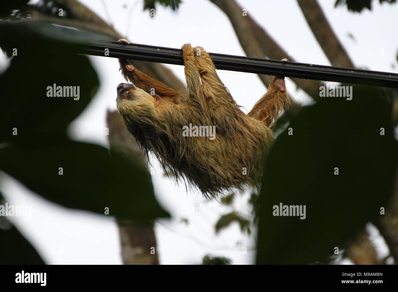 Two-toed sloth climbing in Cahuita, Costa Rica Stock Photo - Alamy