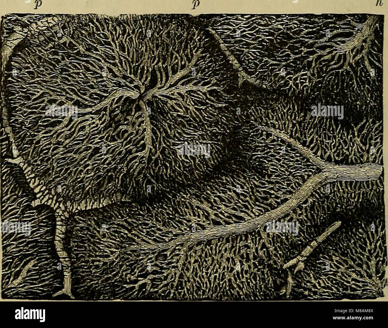 The 1892 edition of the 'Hand-book of Physiology' provides a detailed ...