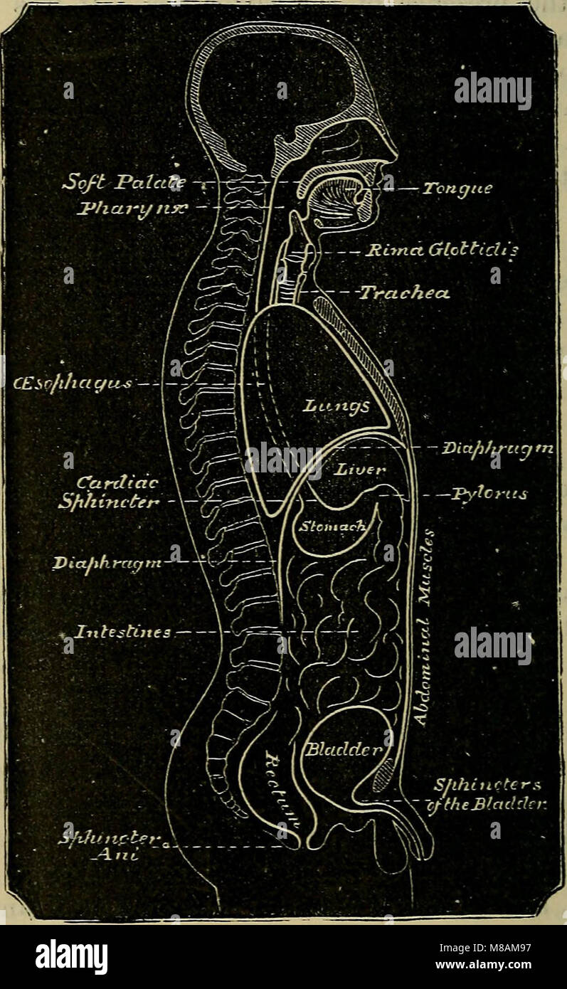 The 1892 edition of the 'Hand-book of Physiology' provides a detailed ...