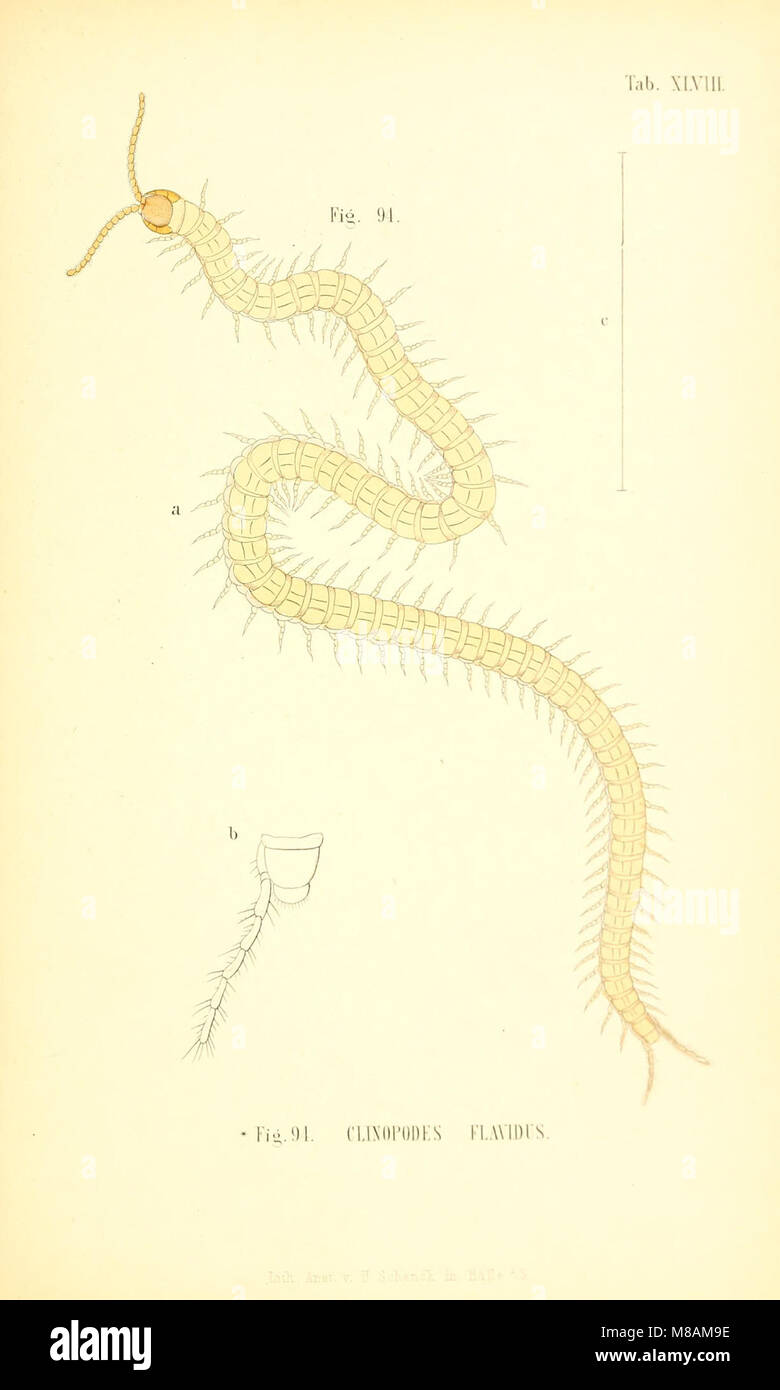 Myriapoda hi-res stock photography and images - Alamy