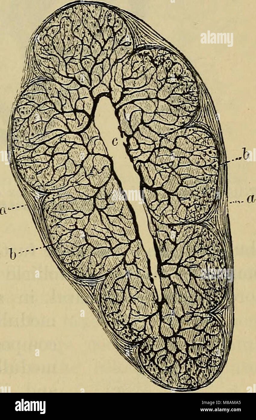 The *Hand-Book of Physiology* (1892) provides a detailed study of human ...