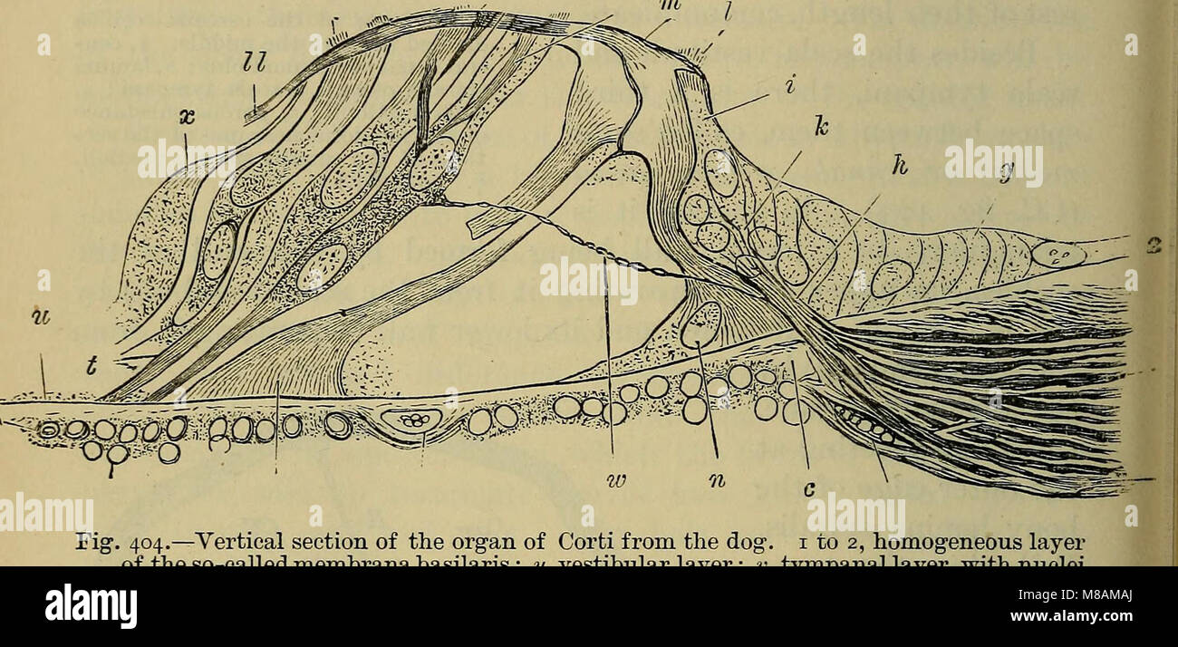 The 1892 'Hand-book of Physiology' is a comprehensive guide to human ...