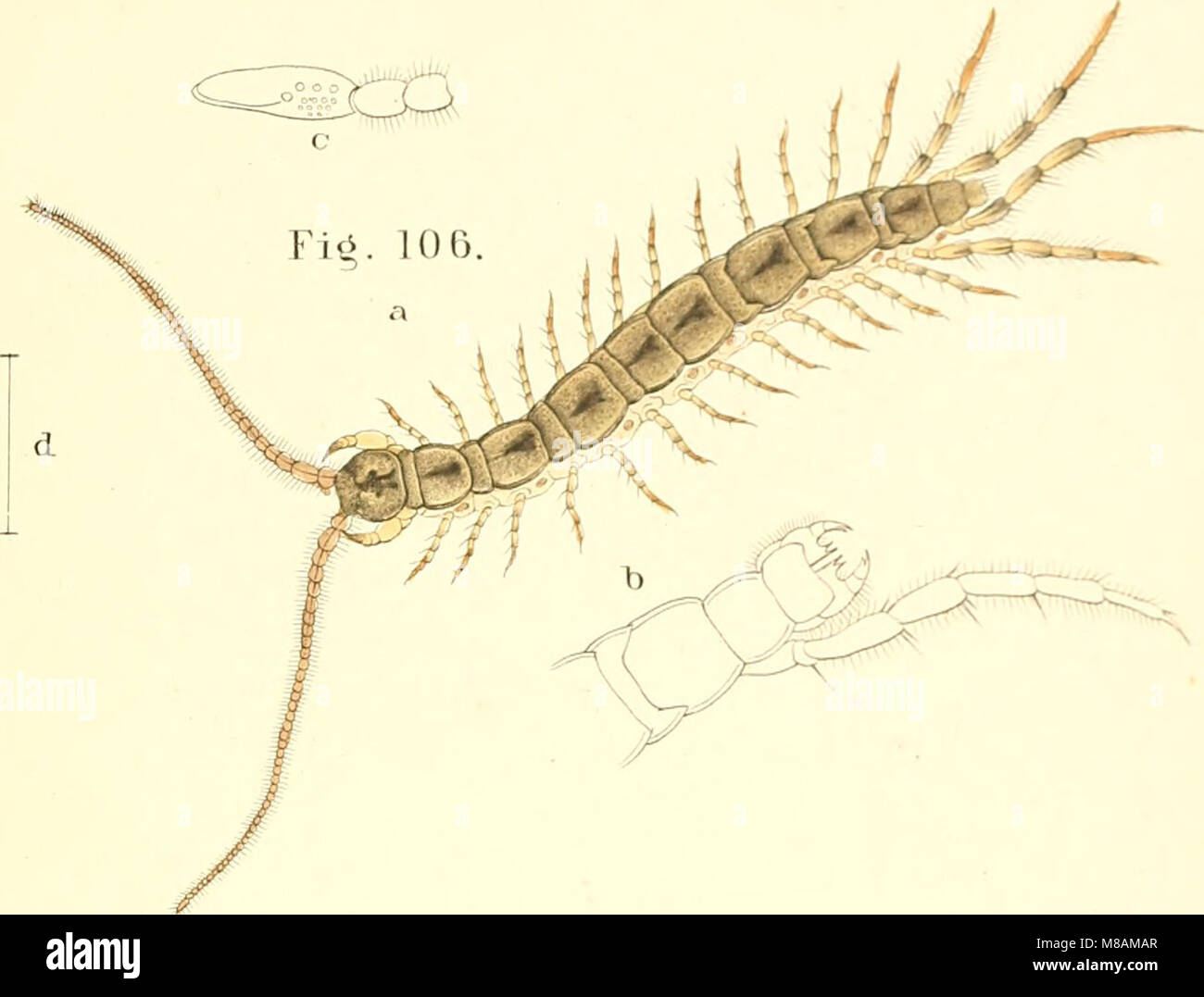 Diversity of centipede morphology hi-res stock photography and images ...