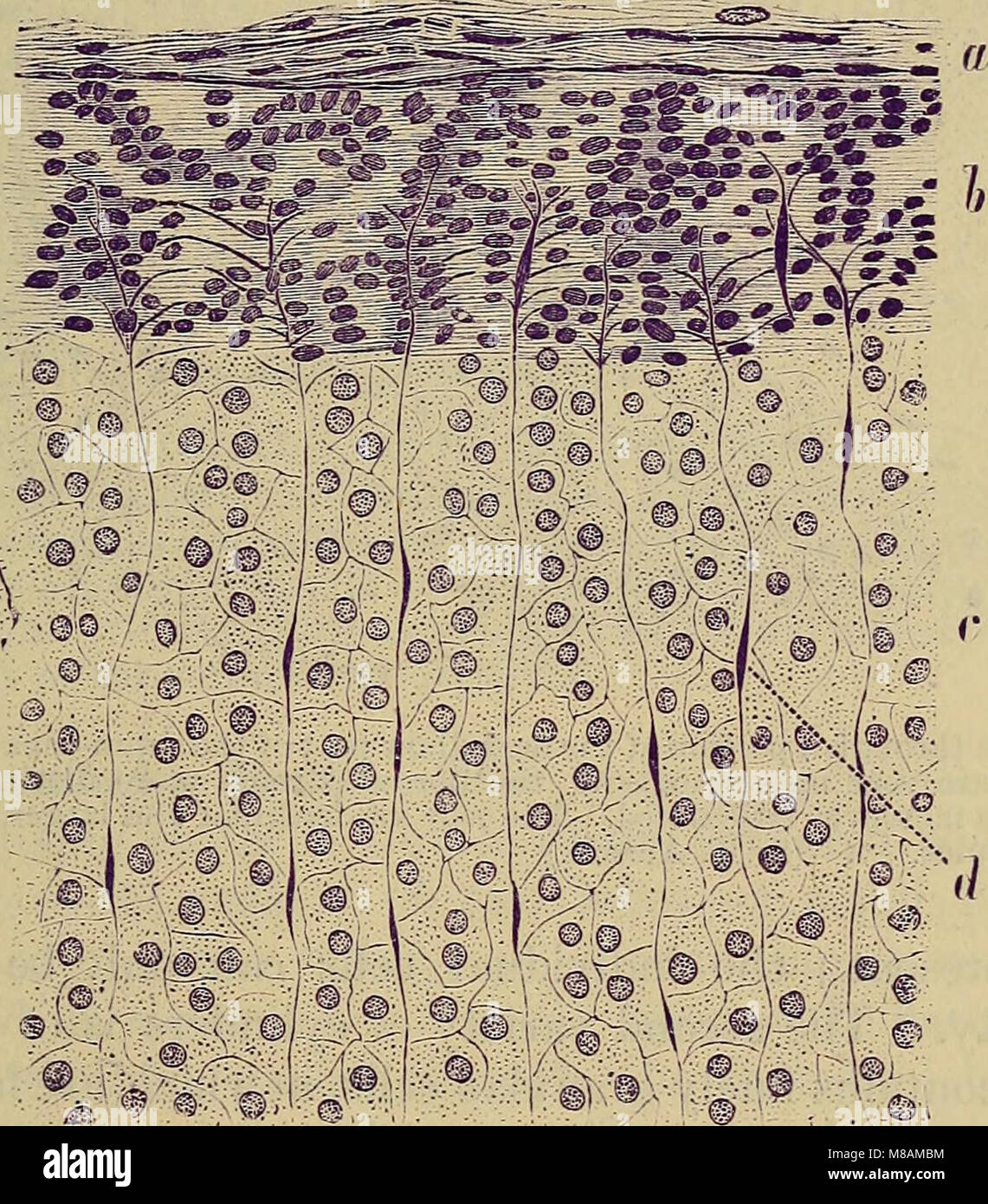 The 'Handbook of Physiology' (1892) provides a comprehensive overview ...