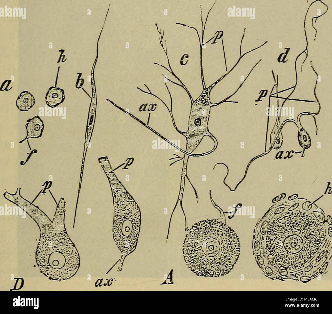 The 1892 'Hand-book of Physiology' provides a comprehensive overview of ...