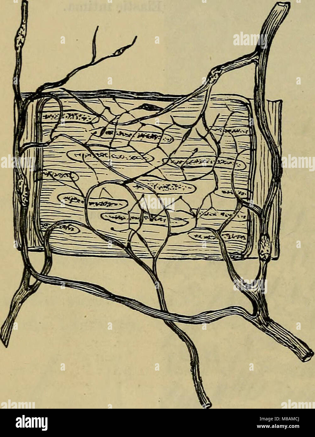 This 1892 hand-book provides a comprehensive guide to human physiology ...