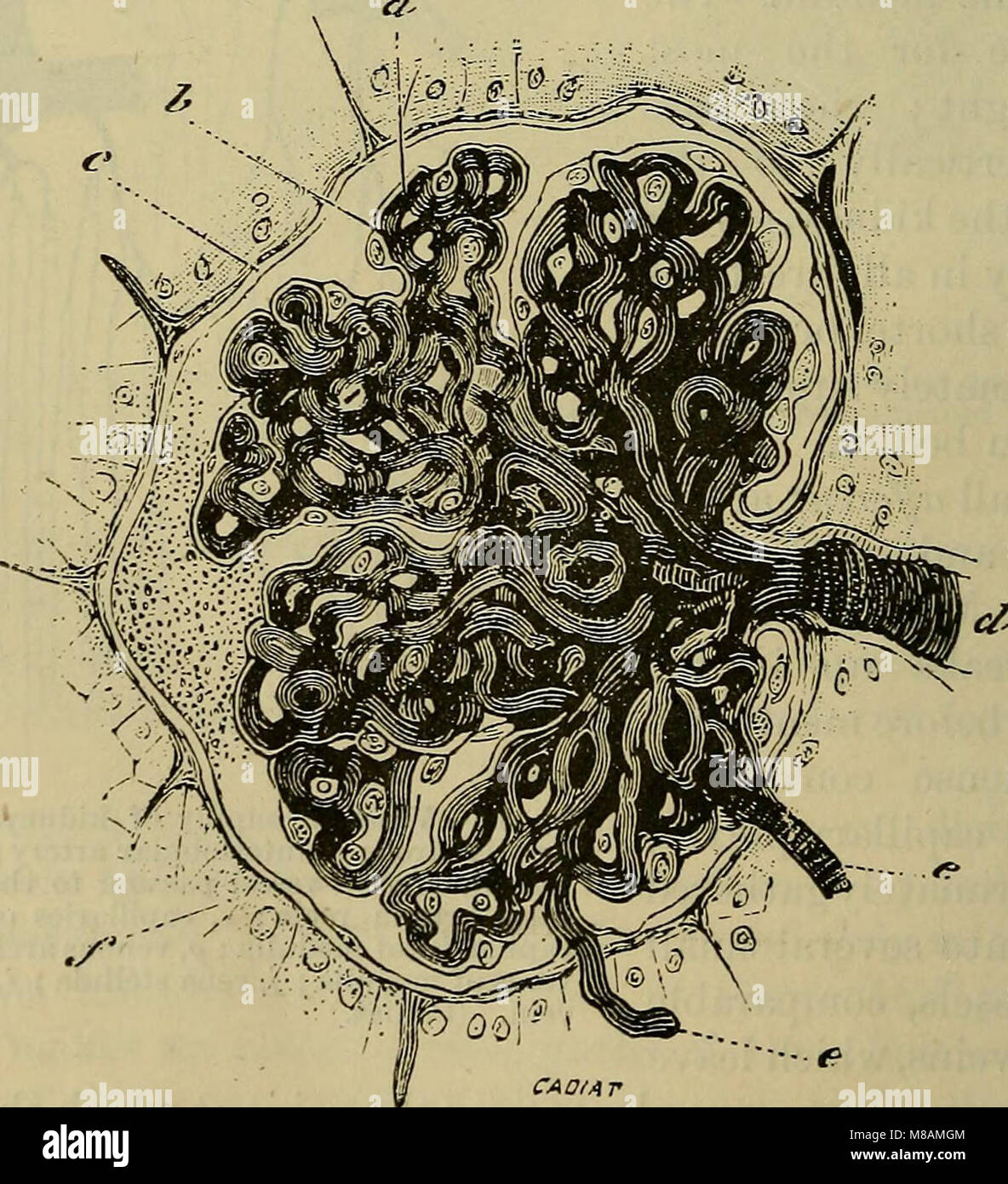 'Hand-book of Physiology' (1892) is a comprehensive reference on human ...