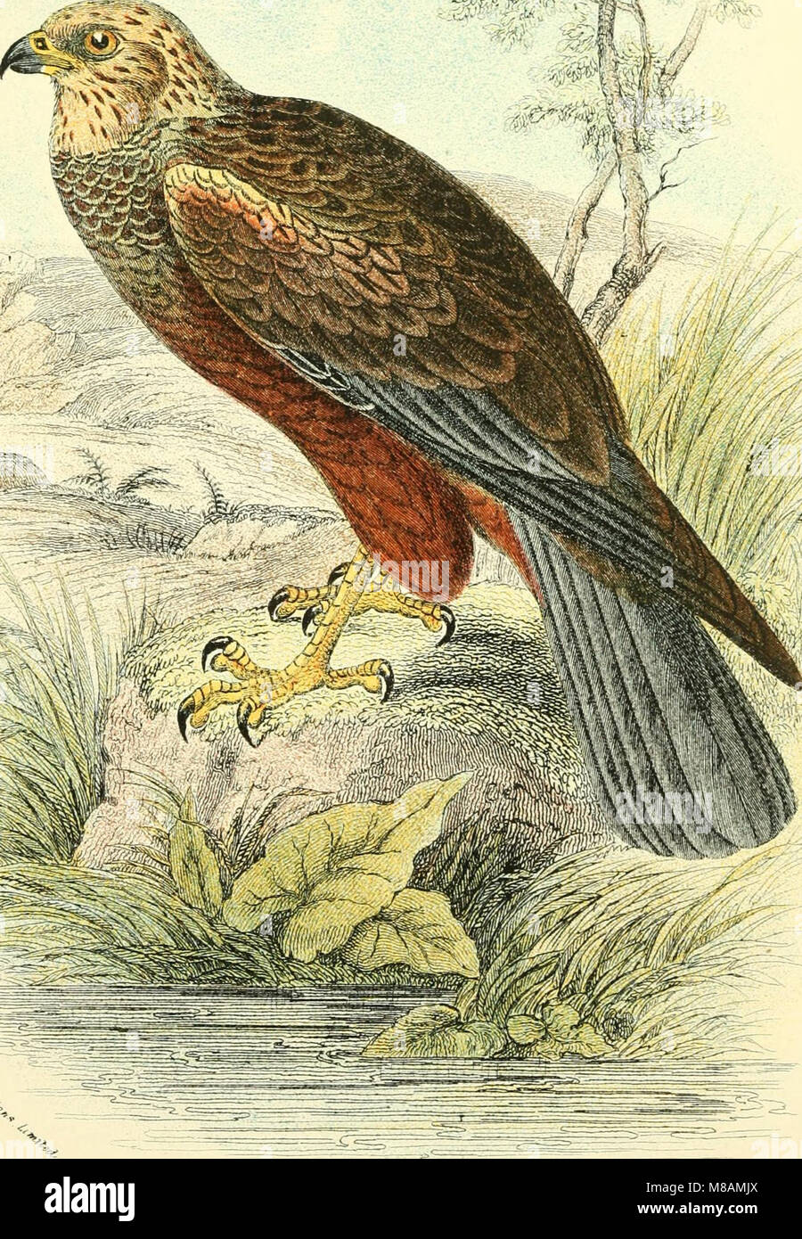 This 1894 handbook provides a comprehensive guide to the birds of Great ...
