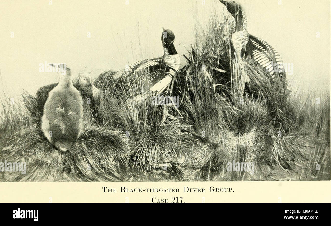 The 1914 guidebook to the British birds exhibited at the Lord Derby ...