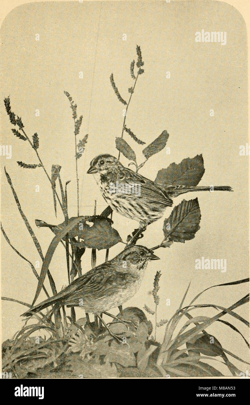 Handbook of birds of eastern North America, with keys to the species ...