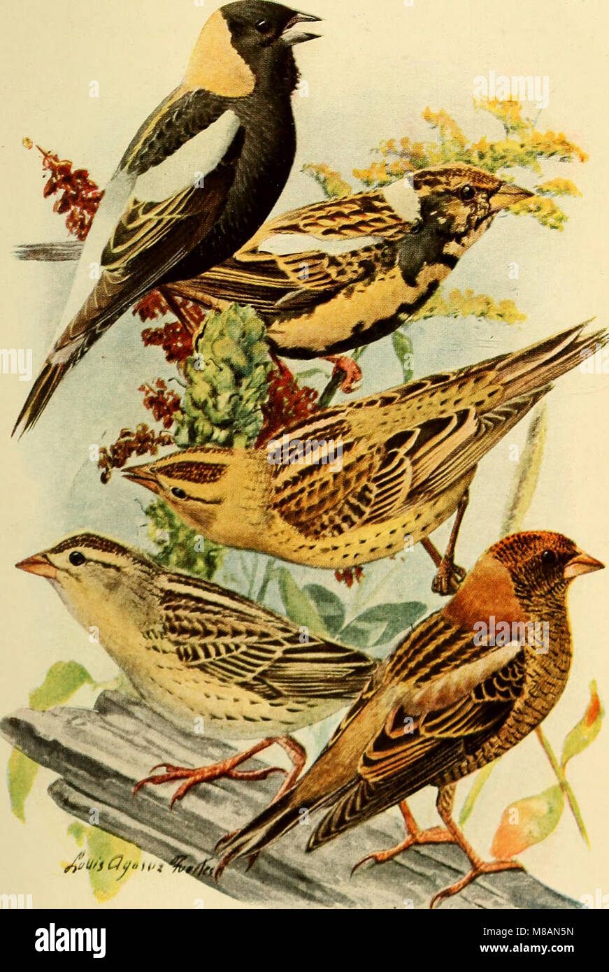 The *Handbook of Birds of Eastern North America* (1912) offers an in ...