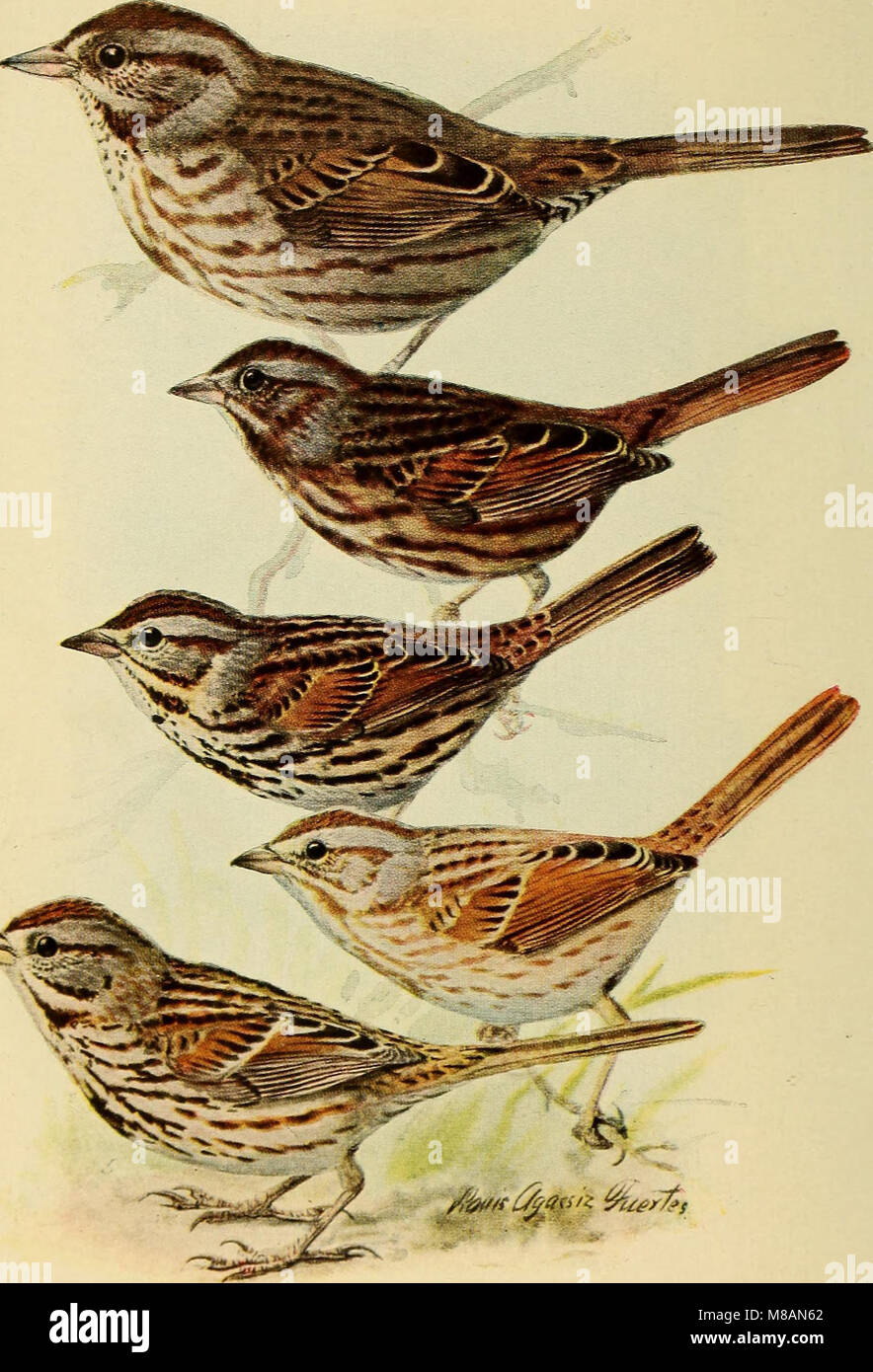 The 1912 Handbook of Birds of Eastern North America offers a ...