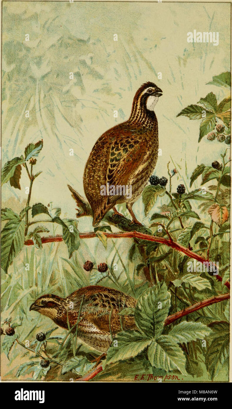 Handbook of birds of eastern North America - with keys to the species ...
