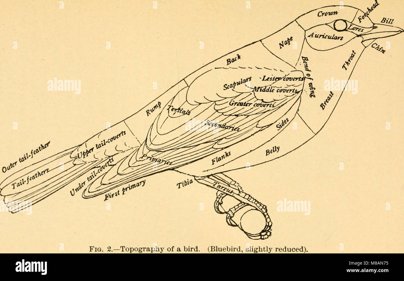 The Handbook of Birds of Eastern North America (1898) provides a ...