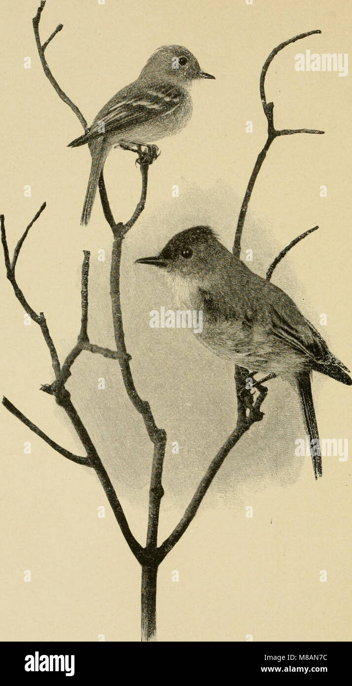 Handbook of birds of eastern North America - with keys to the species ...
