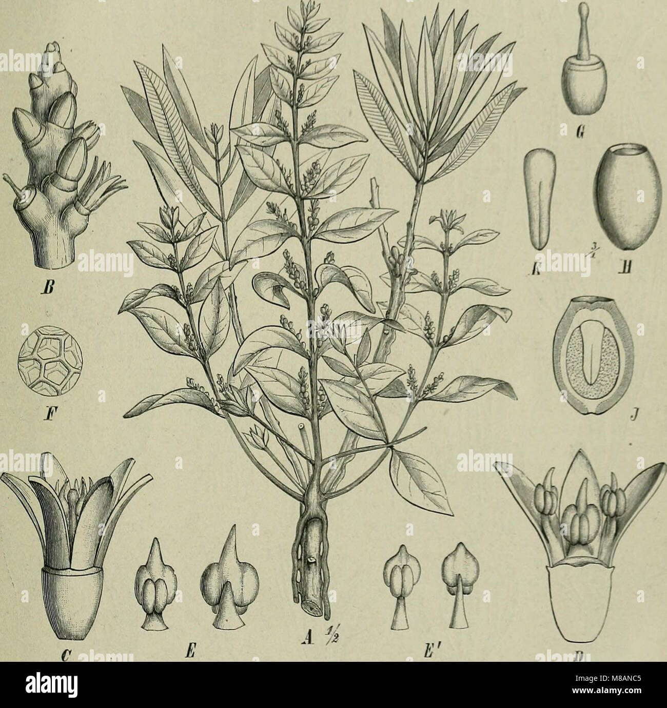 This multi-volume work, published between 1887 and 1909, covers natural ...