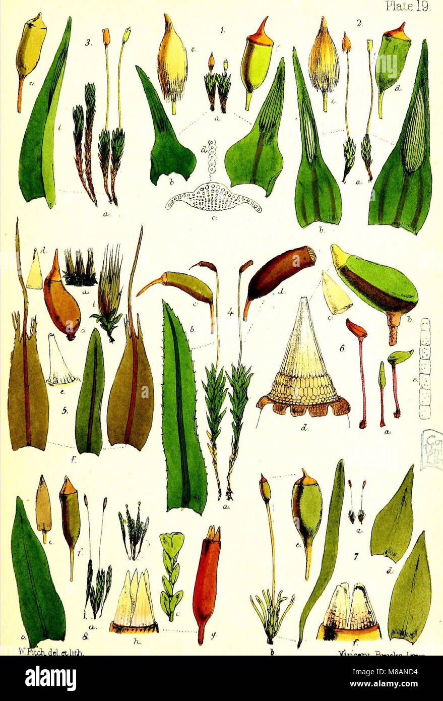 Handbook of British mosses; comprising all that are known to be natives ...