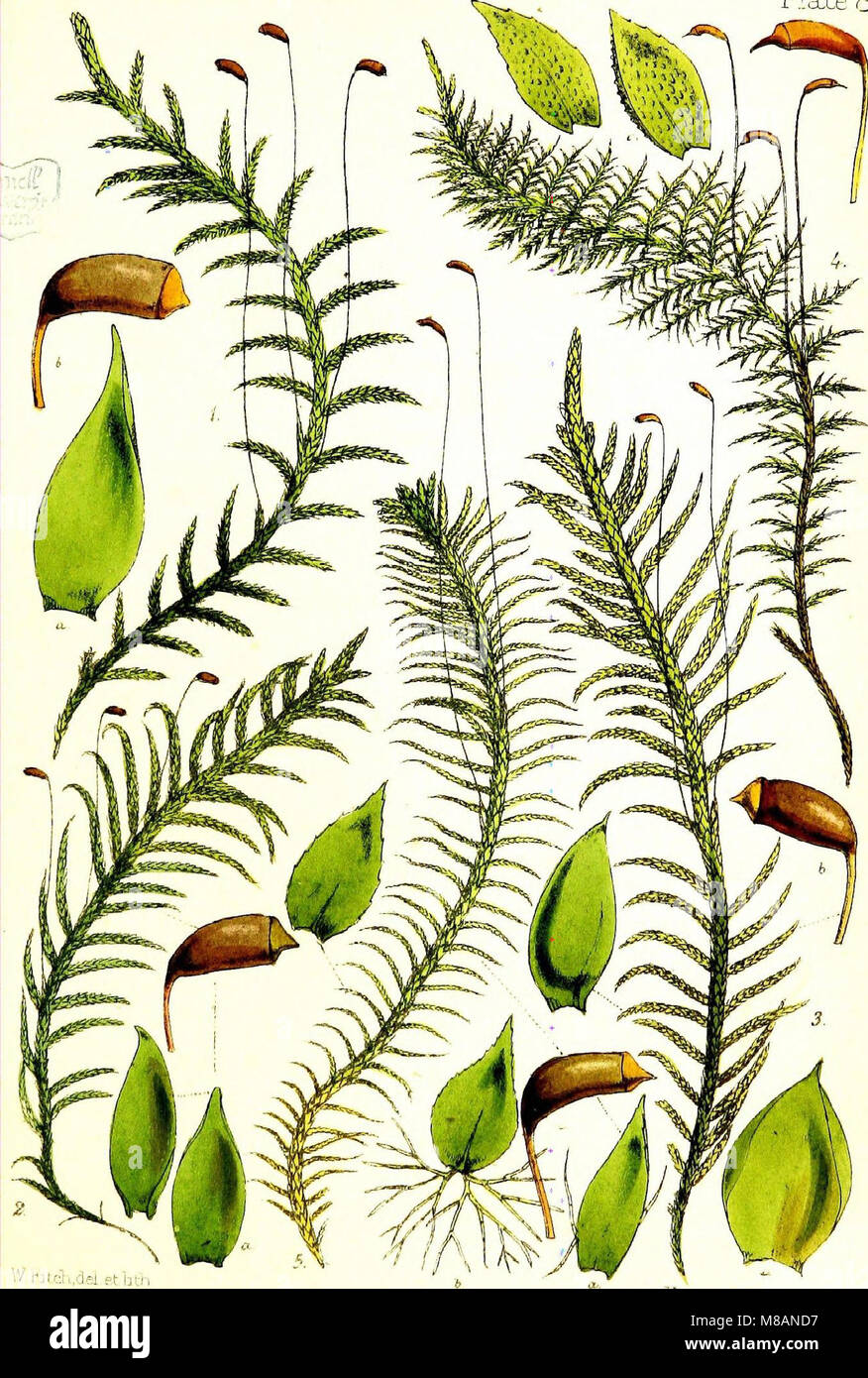 Handbook of British mosses; comprising all that are known to be natives ...