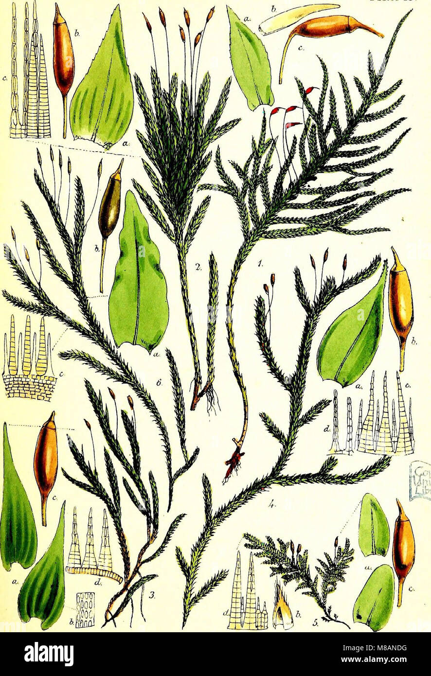 A 1863 handbook detailing the various species of mosses native to the ...