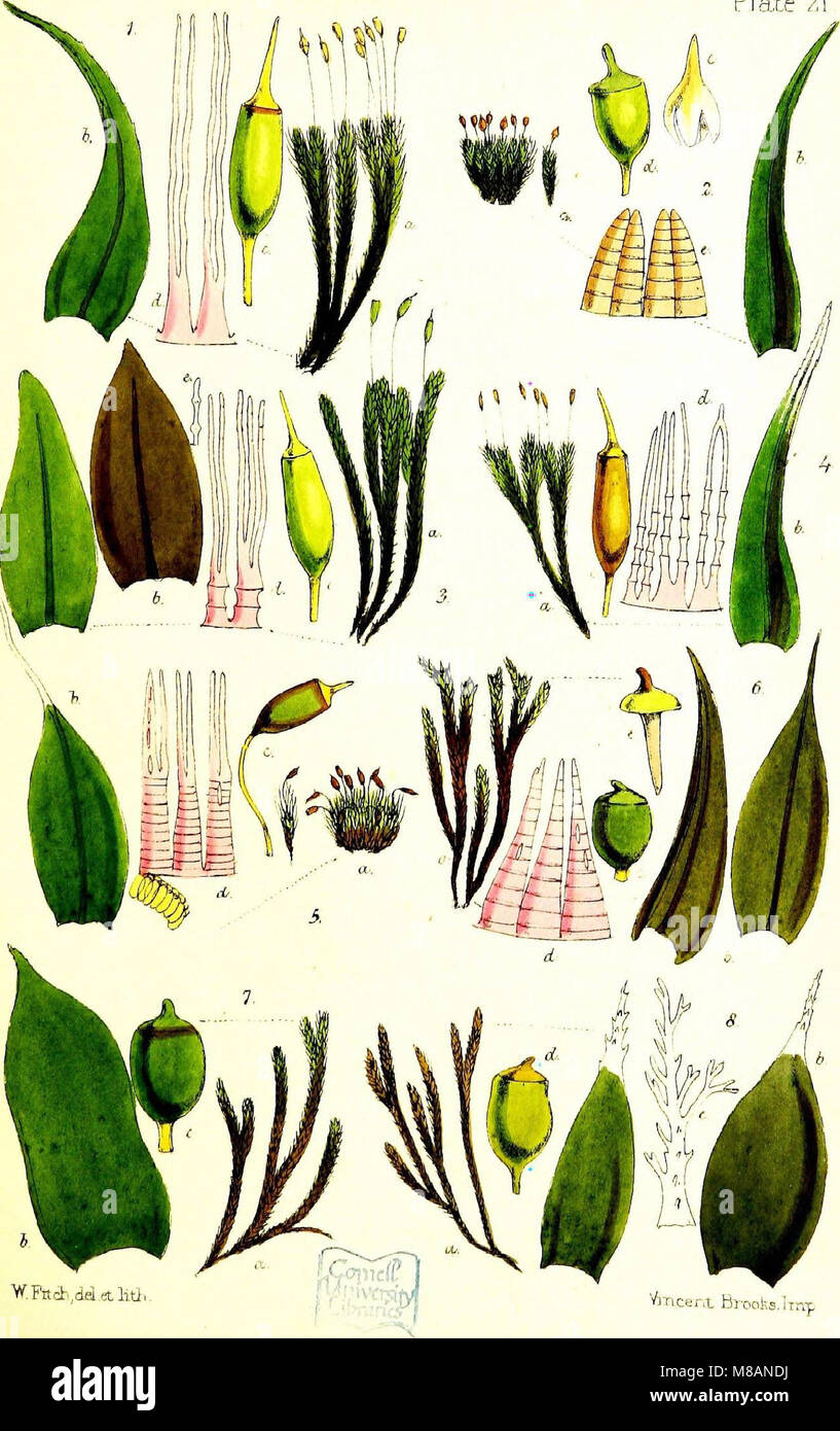 This 1863 handbook provides a comprehensive guide to the native moss ...