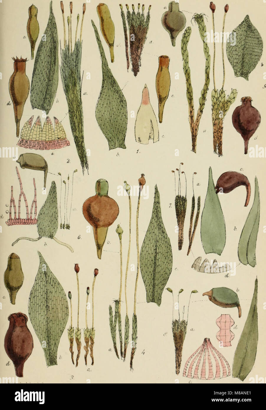 This 1895 handbook provides a comprehensive guide to all known native ...