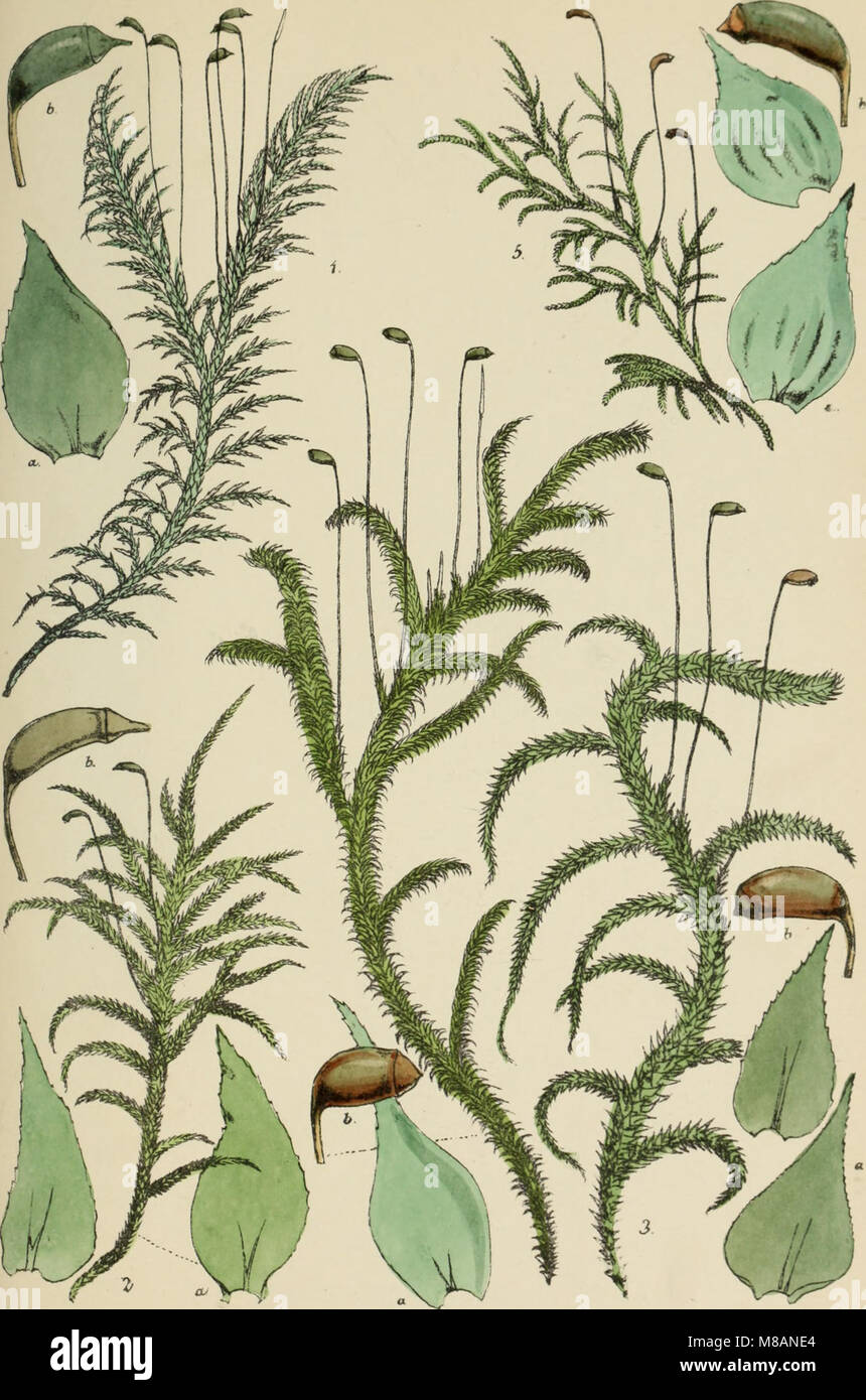 This comprehensive guide details all species of moss native to the ...