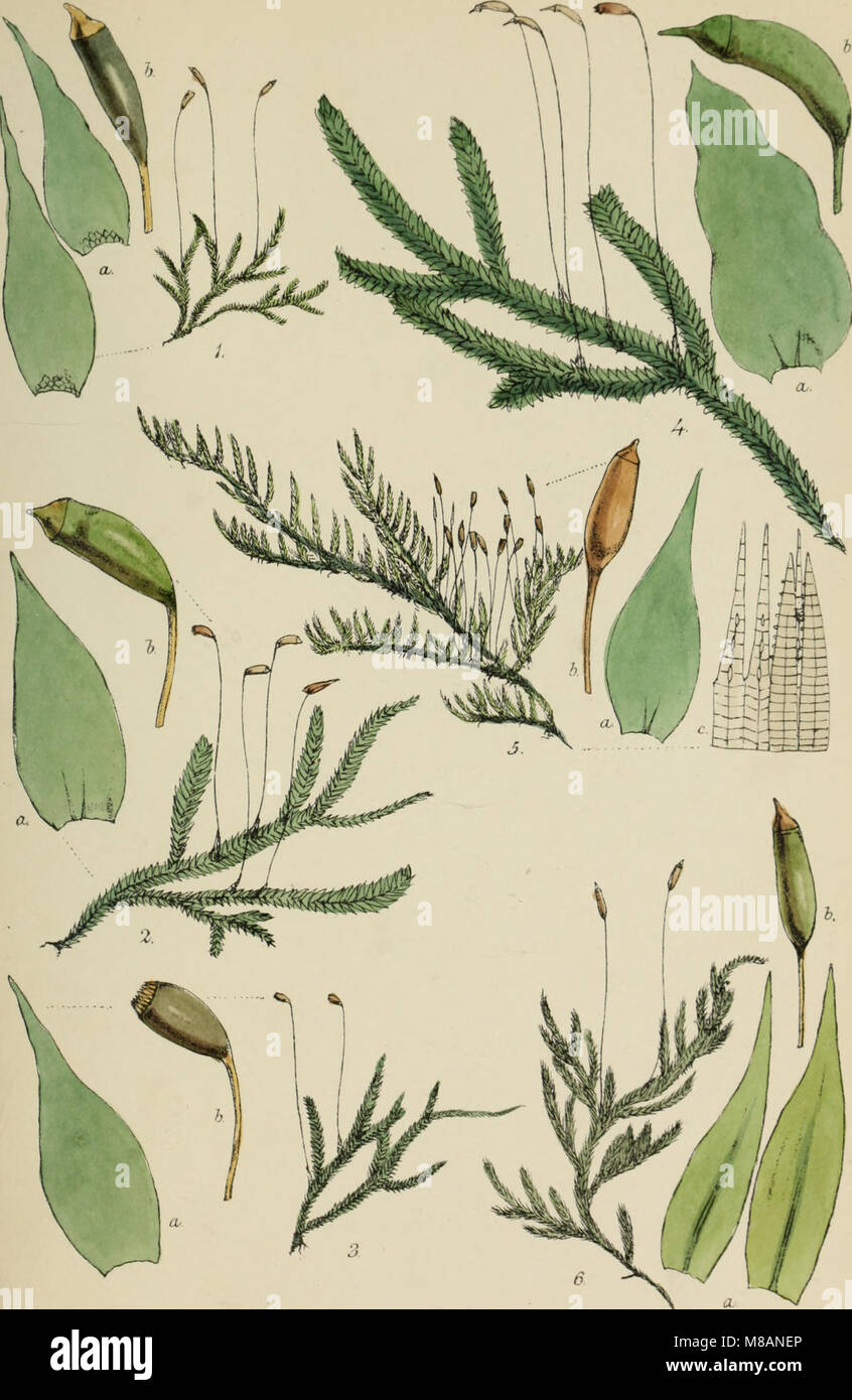 This 1895 handbook offers a comprehensive guide to the moss species ...