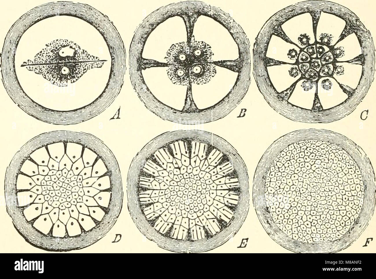 Classification of birds hi-res stock photography and images - Alamy