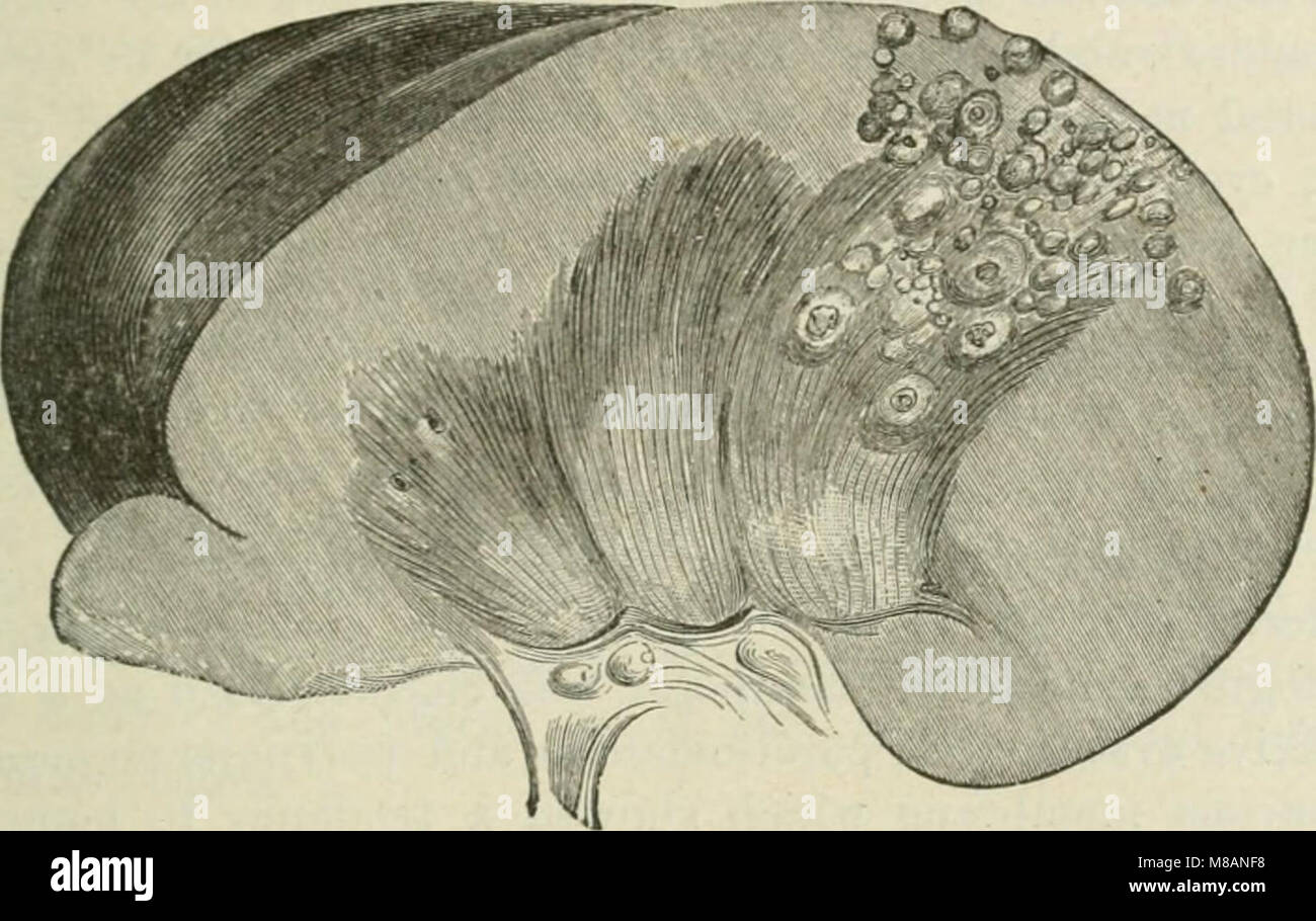 The 1904 'Handbook of Meat Inspection' outlines procedures for meat ...