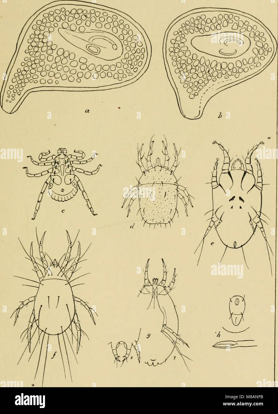 Medical entomology hi-res stock photography and images - Alamy