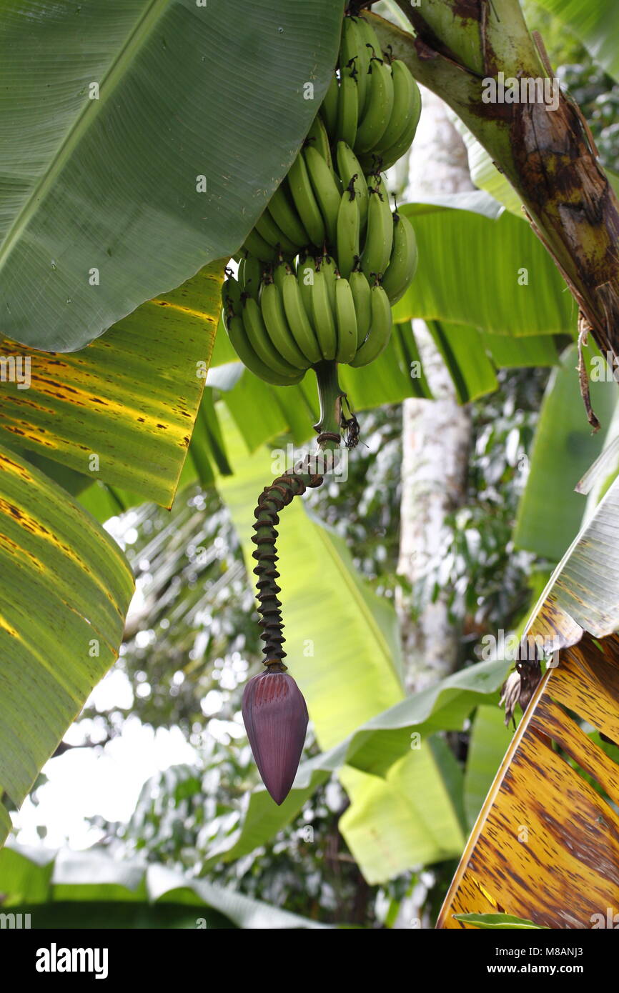 Banana tree costa rica hi-res stock photography and images - Alamy