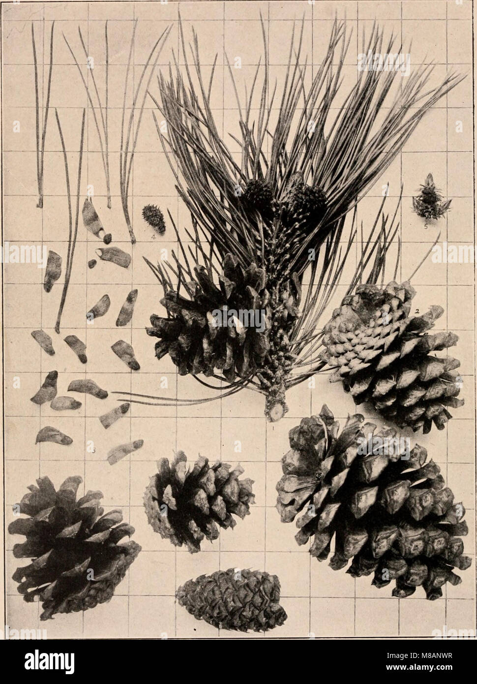 This handbook offers a comprehensive guide to the trees of the northern ...