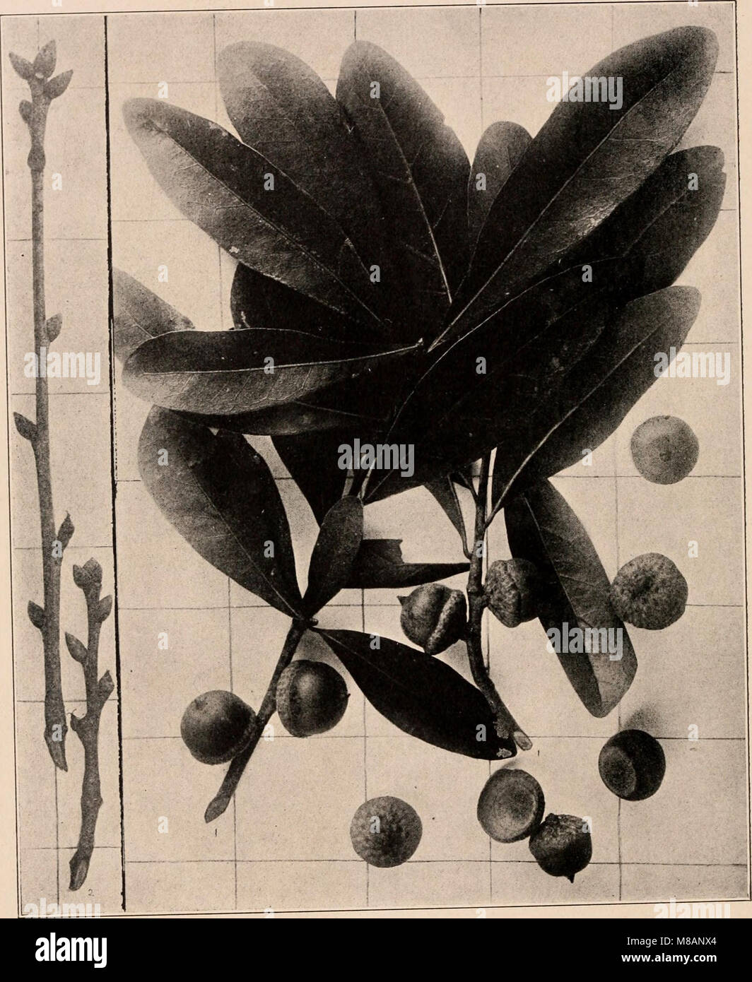 This 1907 handbook provides detailed descriptions and photographs of ...