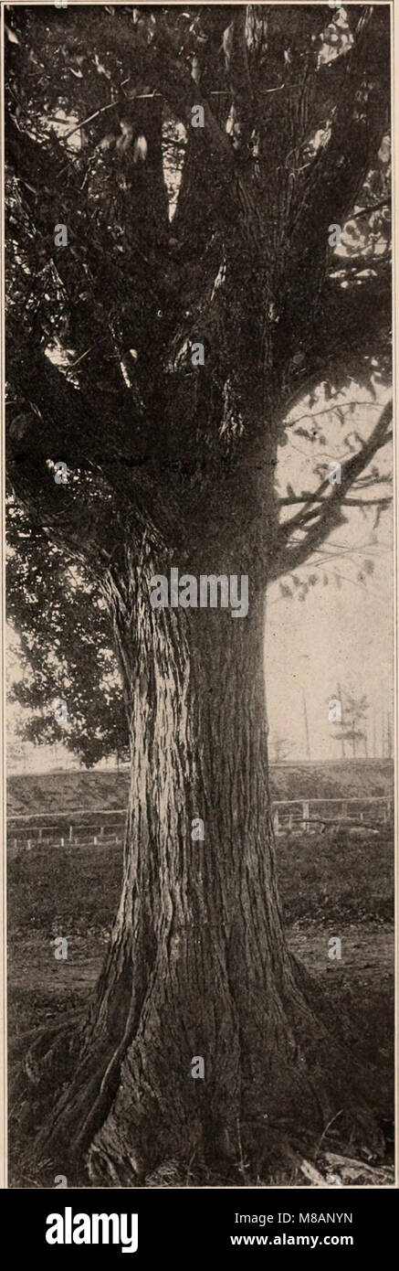 This 1907 handbook provides a comprehensive guide to the trees of the ...