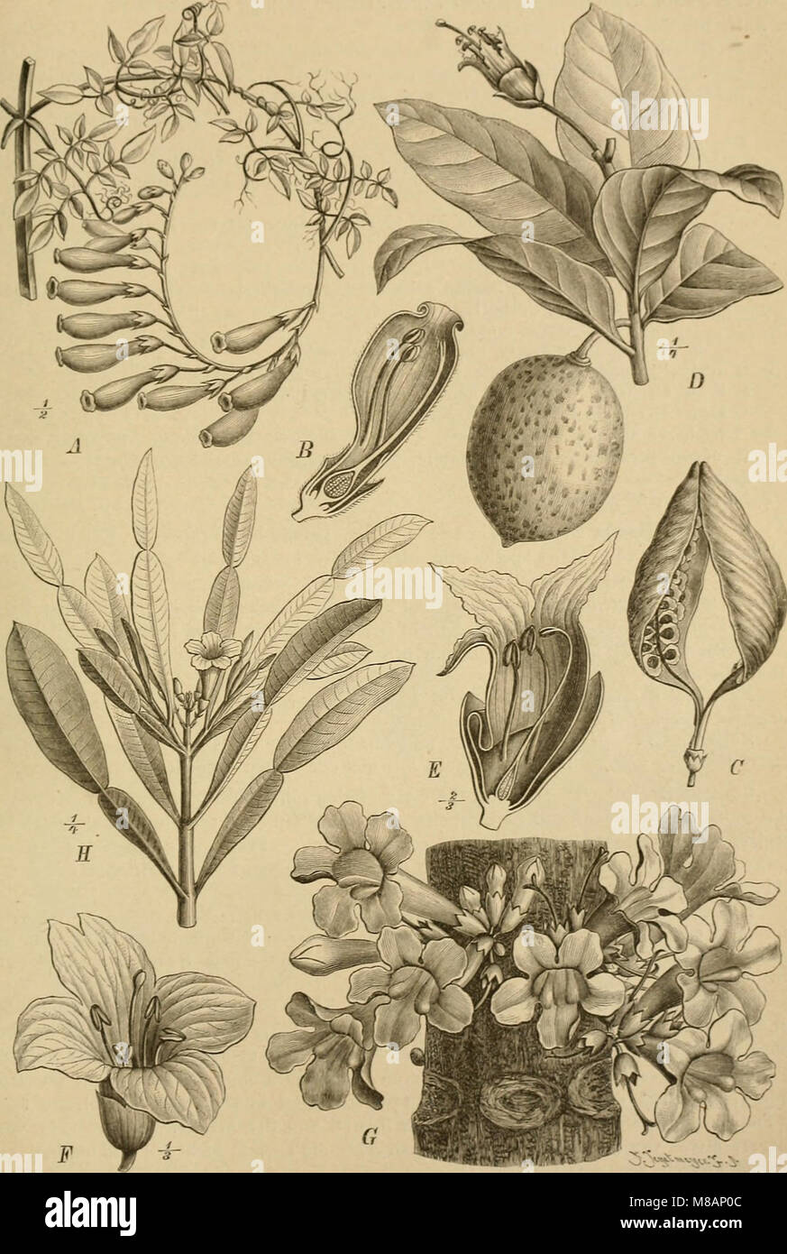 This work, published between 1887 and 1909, presents a detailed ...
