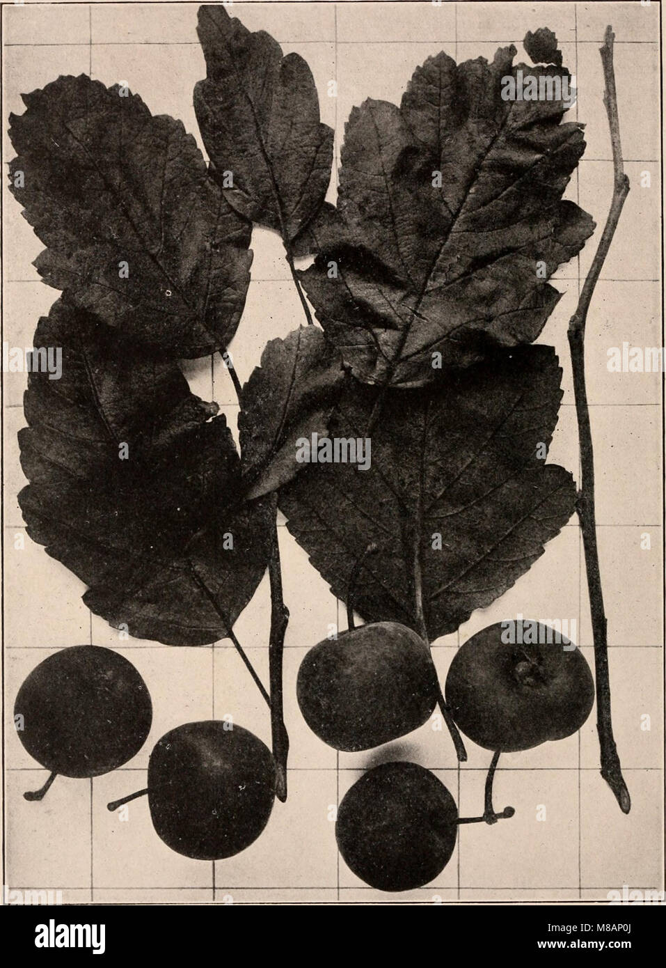 Handbook of the trees of the northern states and Canada east of the ...