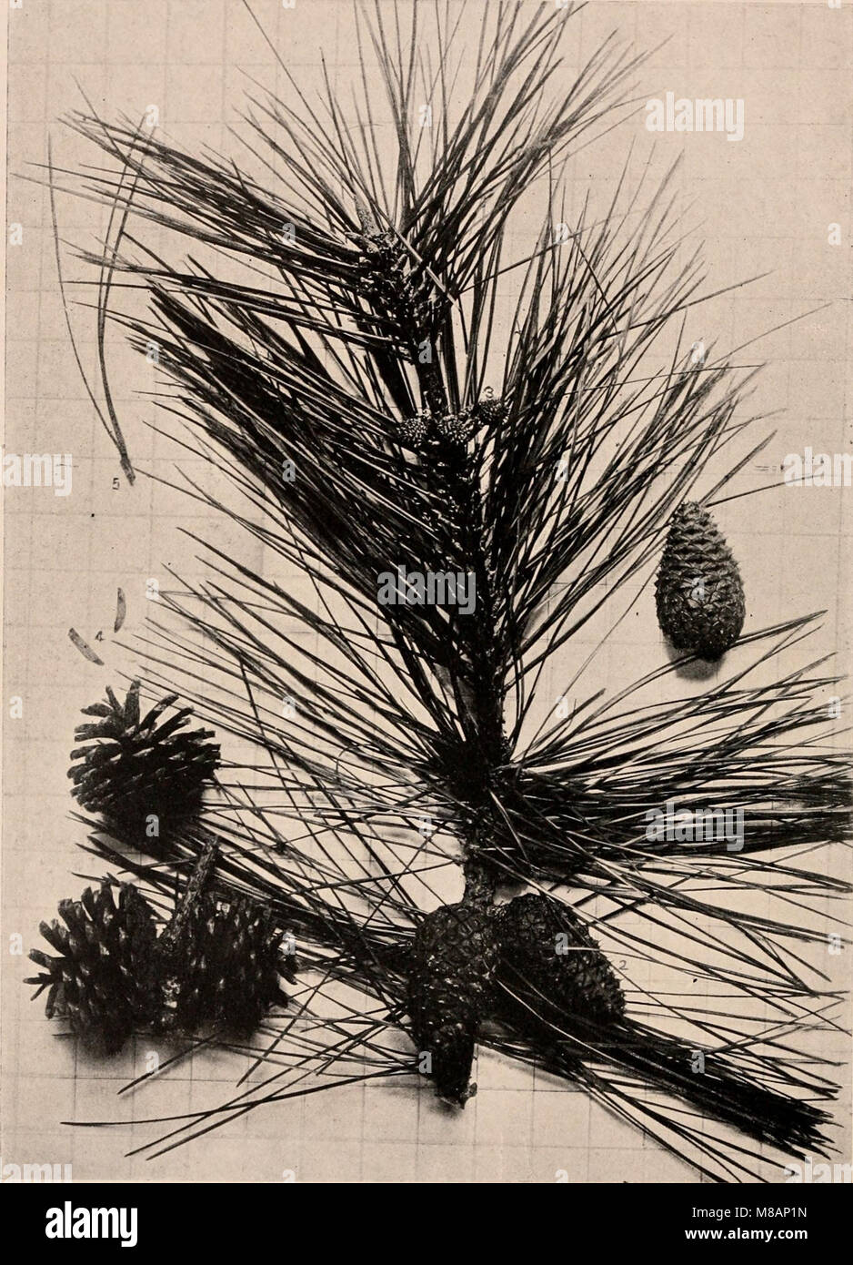 Handbook of the trees of the northern states and Canada east of the ...