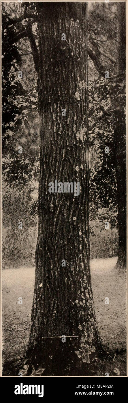 Handbook of the trees of the northern states and Canada east of the ...