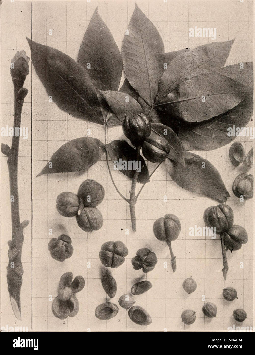 Handbook of the trees of the northern states and Canada east of the ...