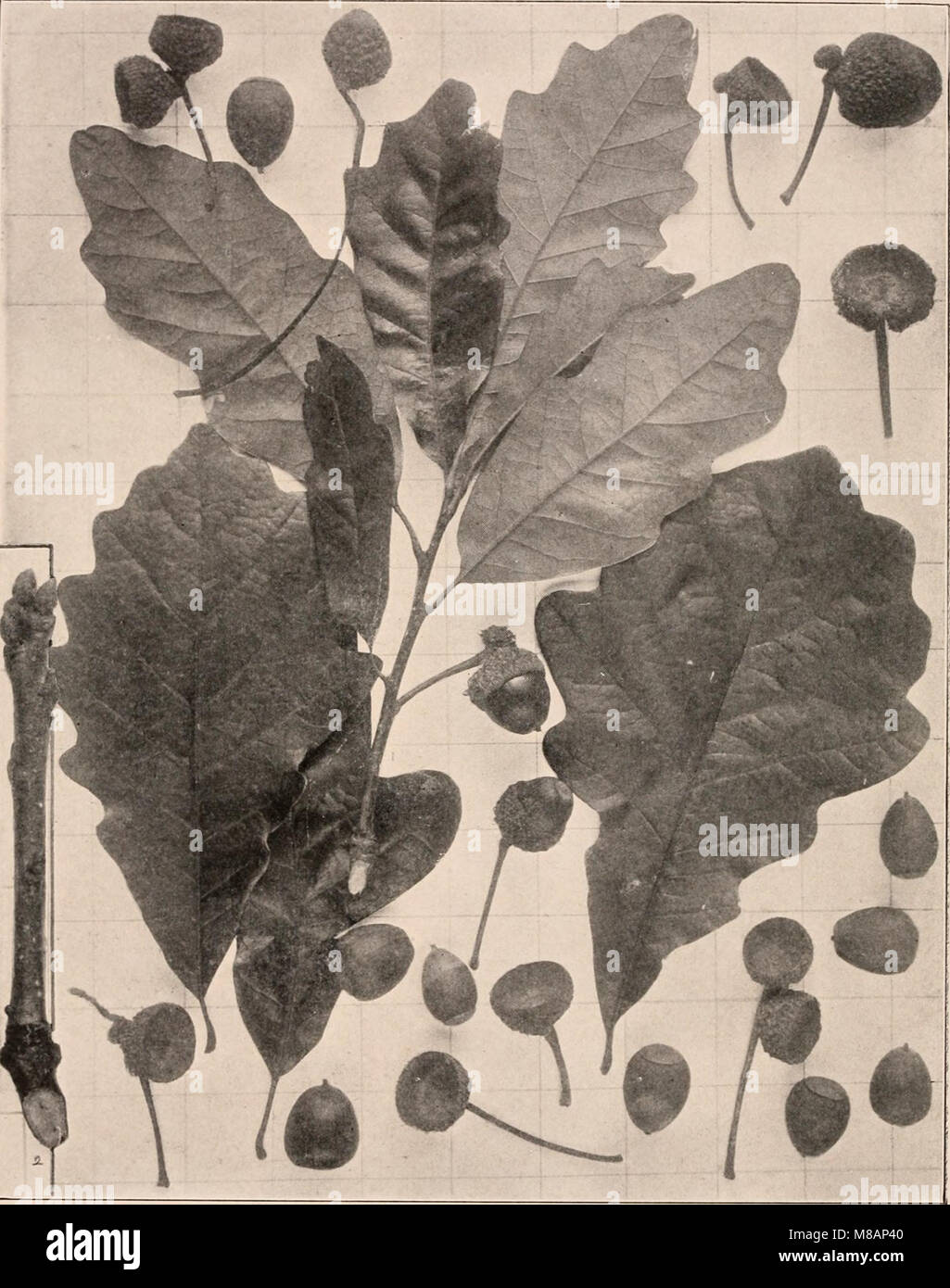 Handbook of the trees of the northern states and Canada east of the ...