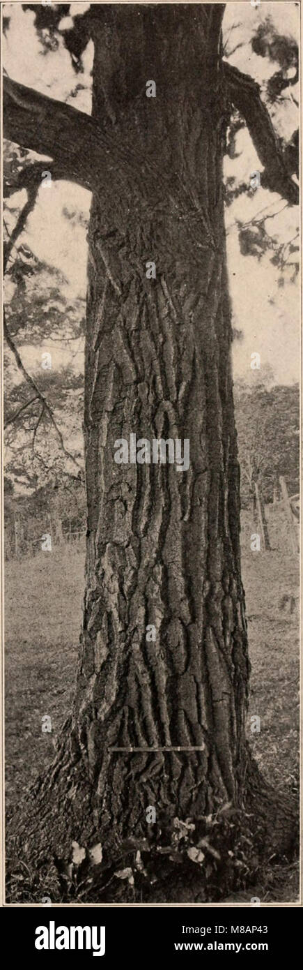 The 1907 handbook offers a photo-descriptive guide to the trees of the ...