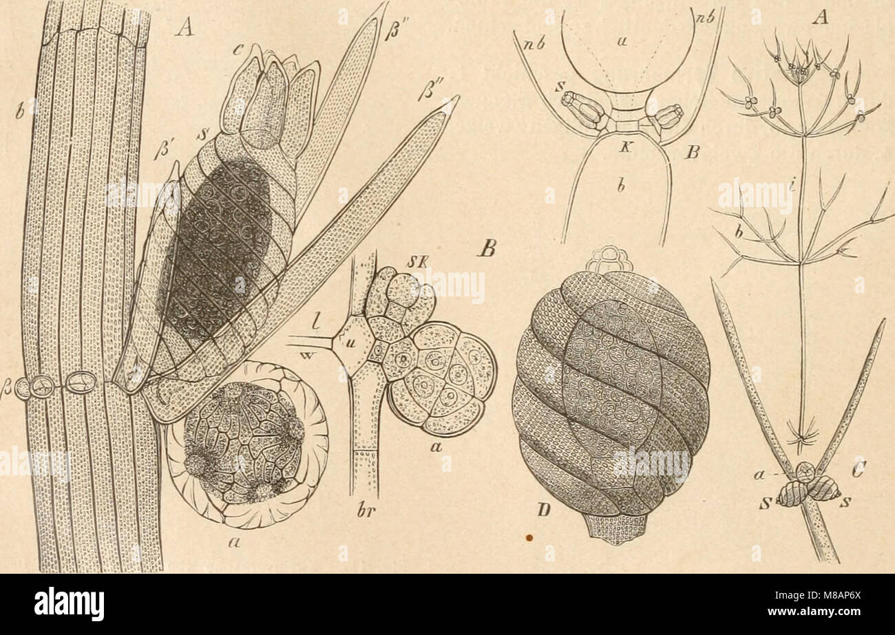 This 1897 work offers a comprehensive study of plant families, their ...