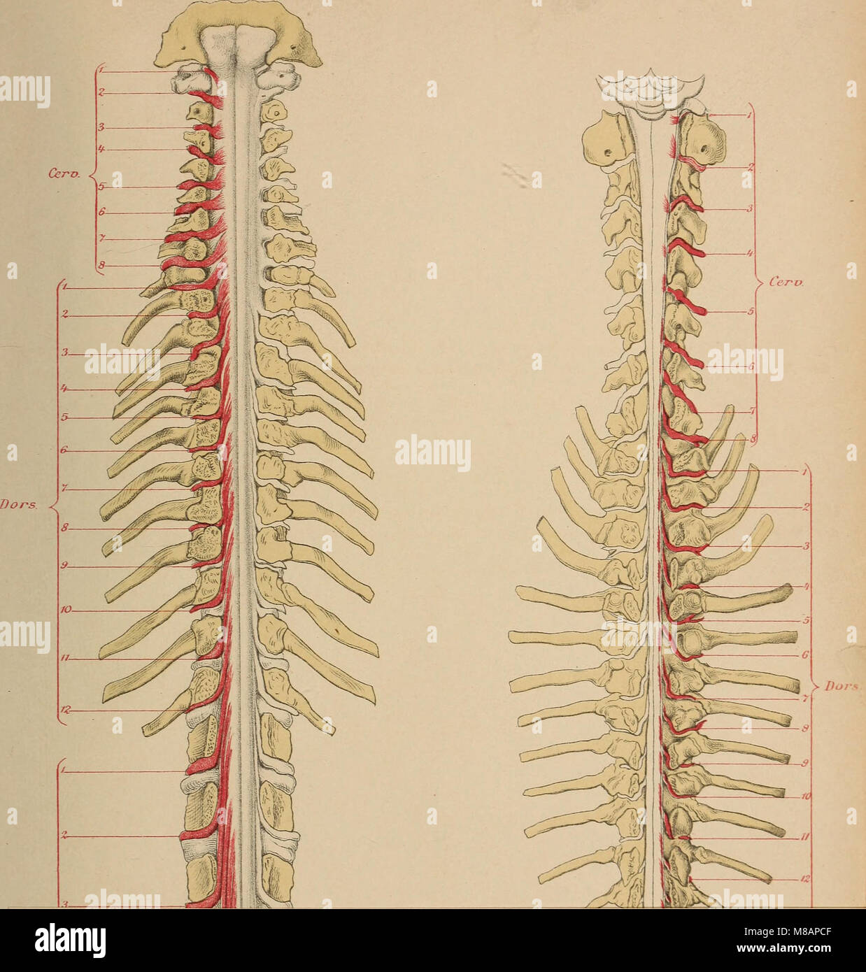 This 1899 German handbook on the anatomy and comparative anatomy of the ...