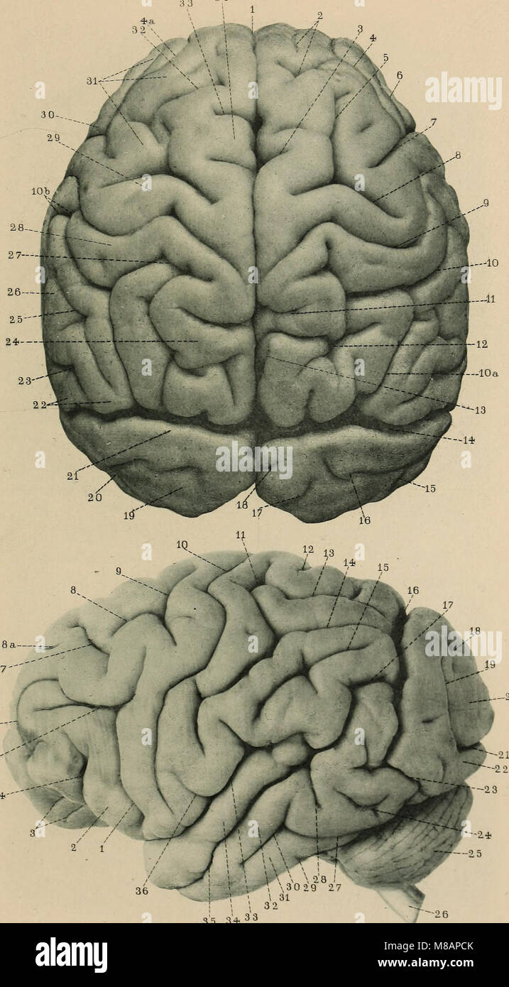 This 1899 manual covers the anatomy and comparative anatomy of the central nervous system in ...