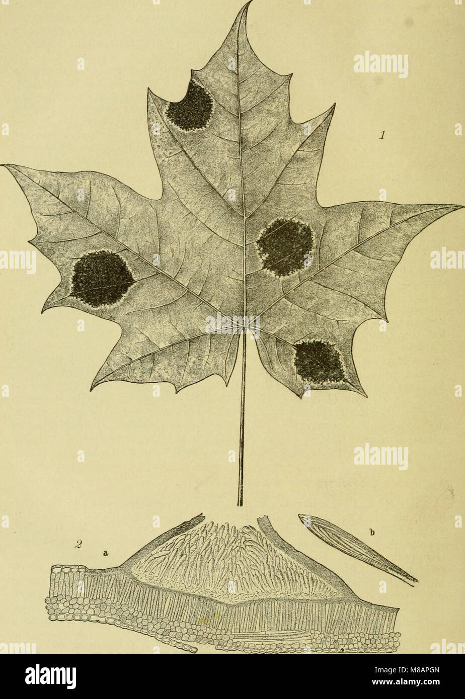 This book is a comprehensive manual on plant diseases, published in ...
