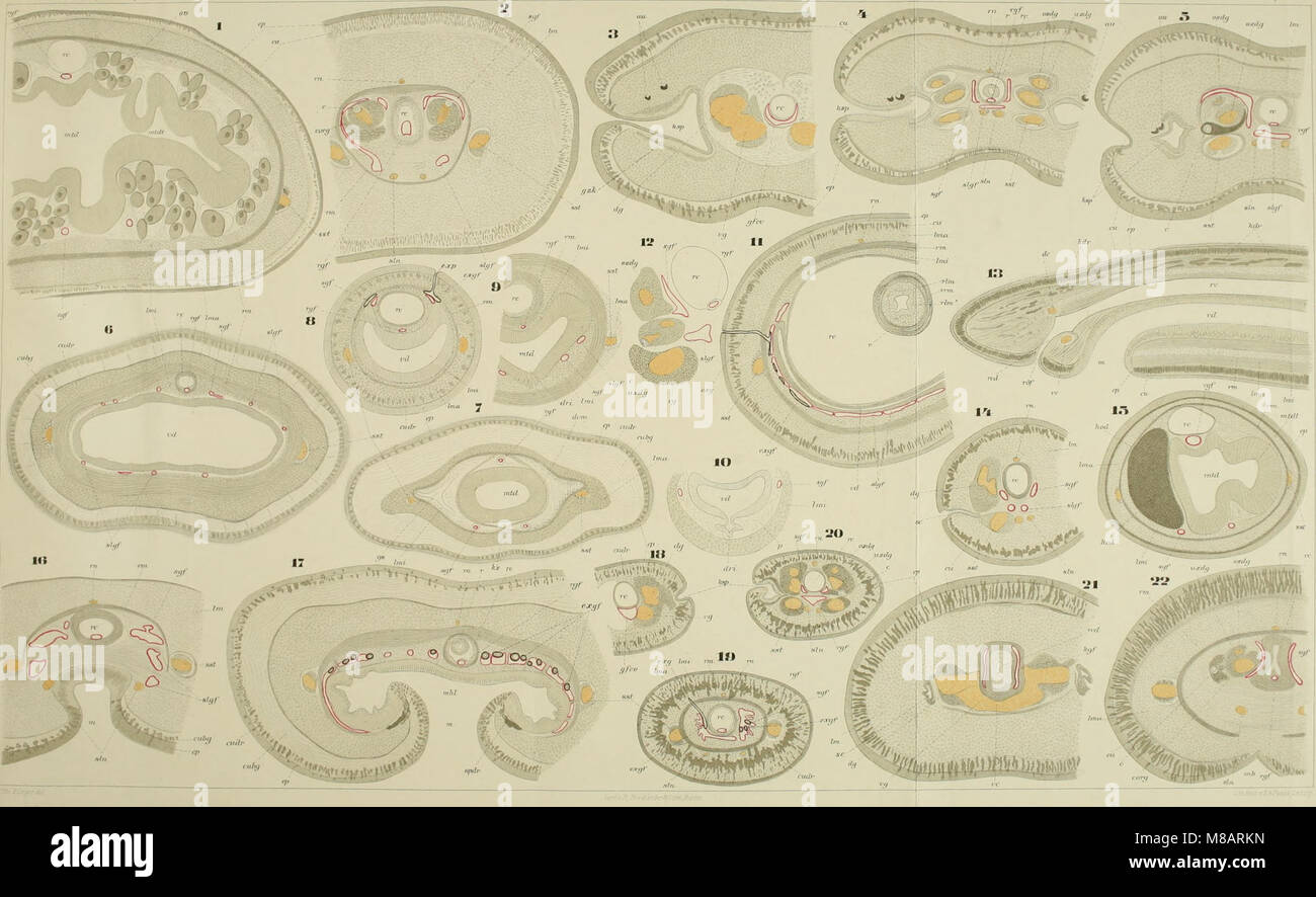 This 1895 work focuses on the Nemertean species found in the Gulf of ...