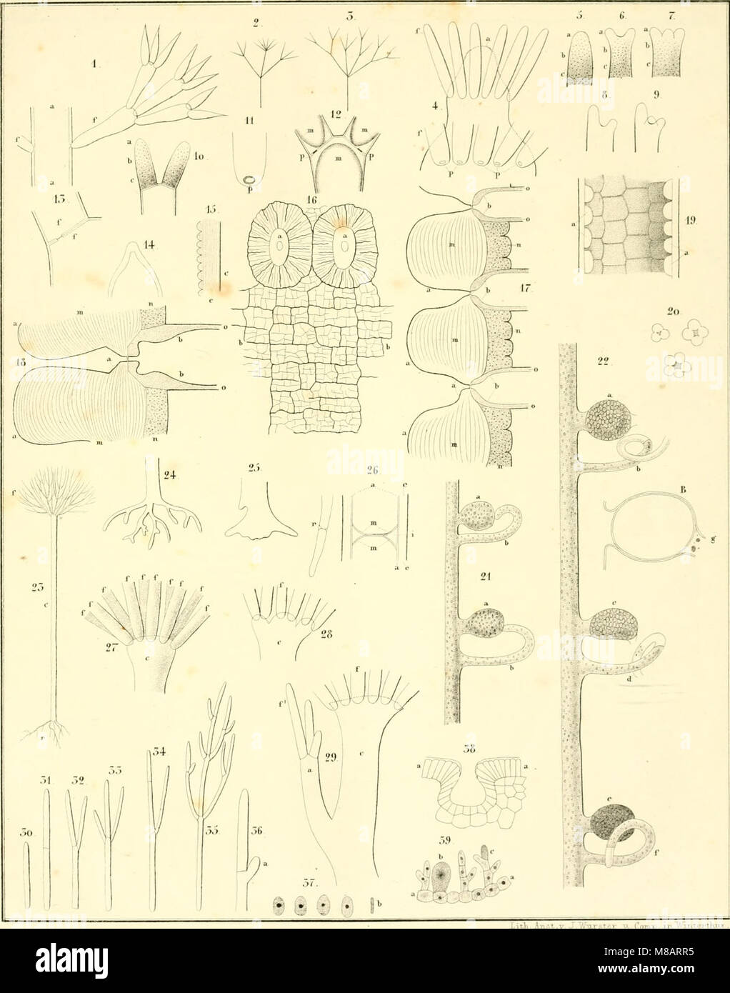 This German work from 1847 discusses new algal classification systems ...