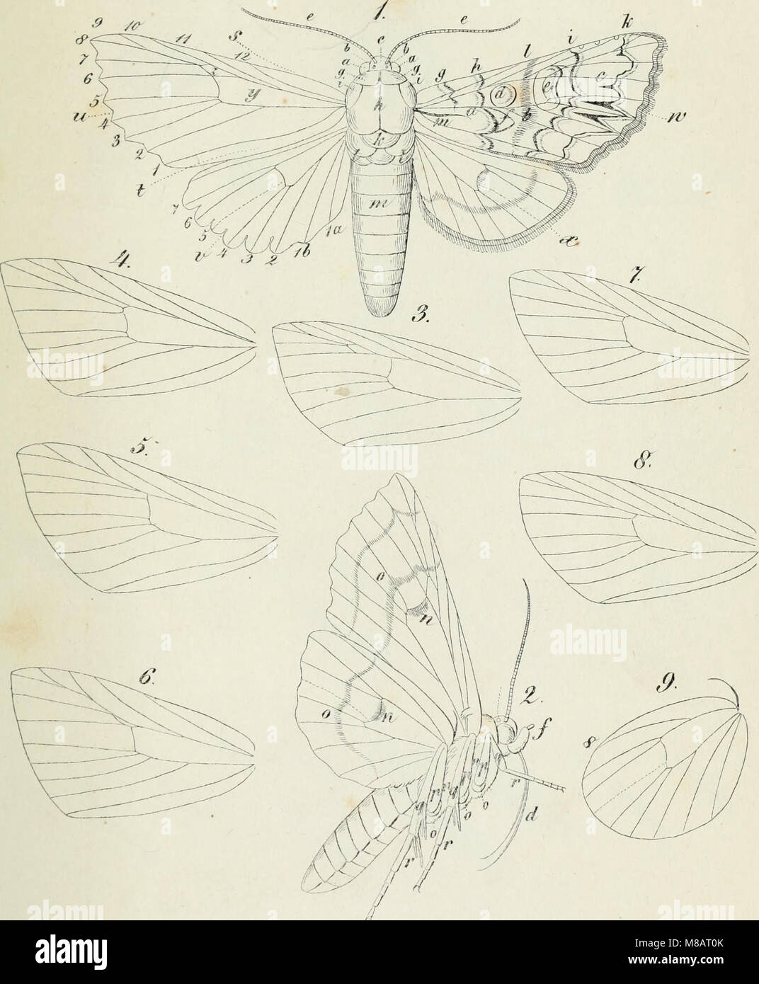 Die Noctuinen Europa's (1857) focuses on the study of European moths ...