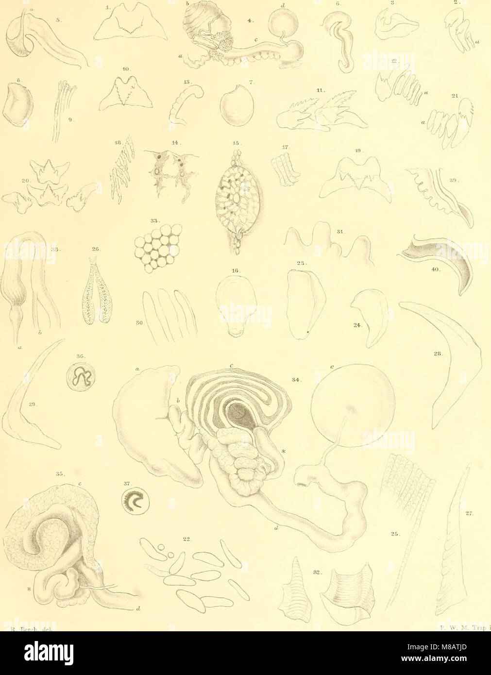 *Die Opisthobranchiata der Siboga-Expedition* (1905) is a scientific ...